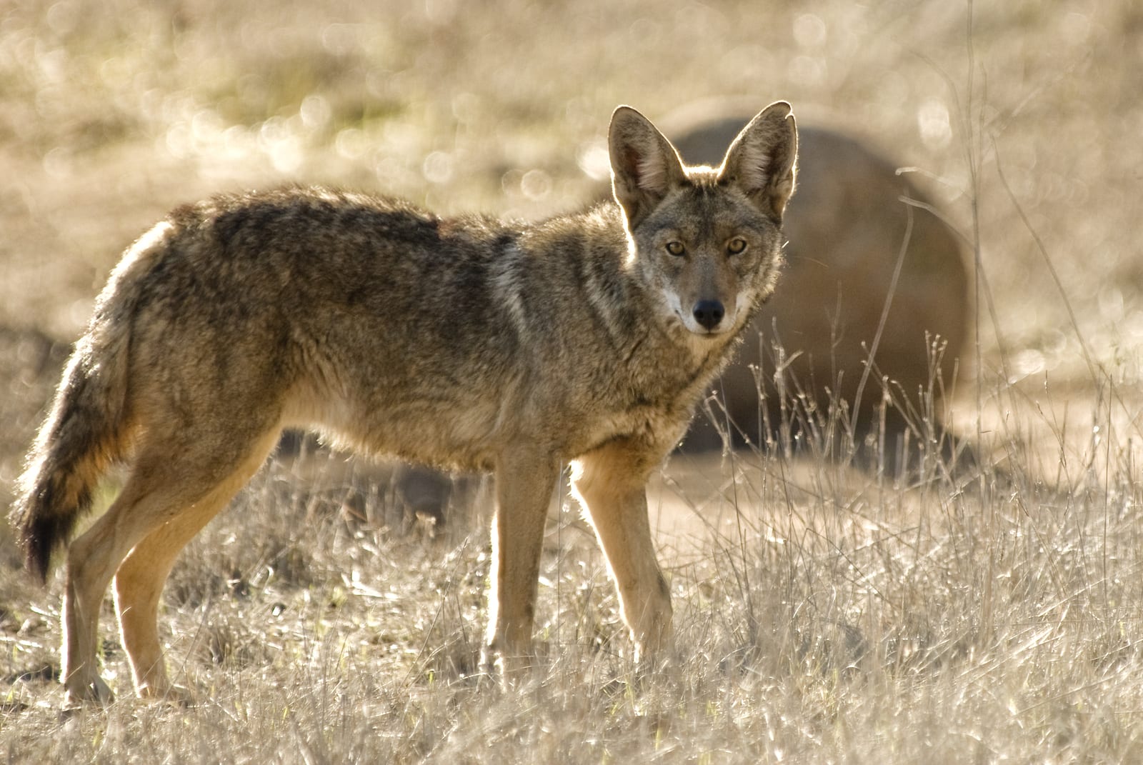 Coyote : ST FRANCIS DAM NATIONAL MEMORIAL FOUNDATION