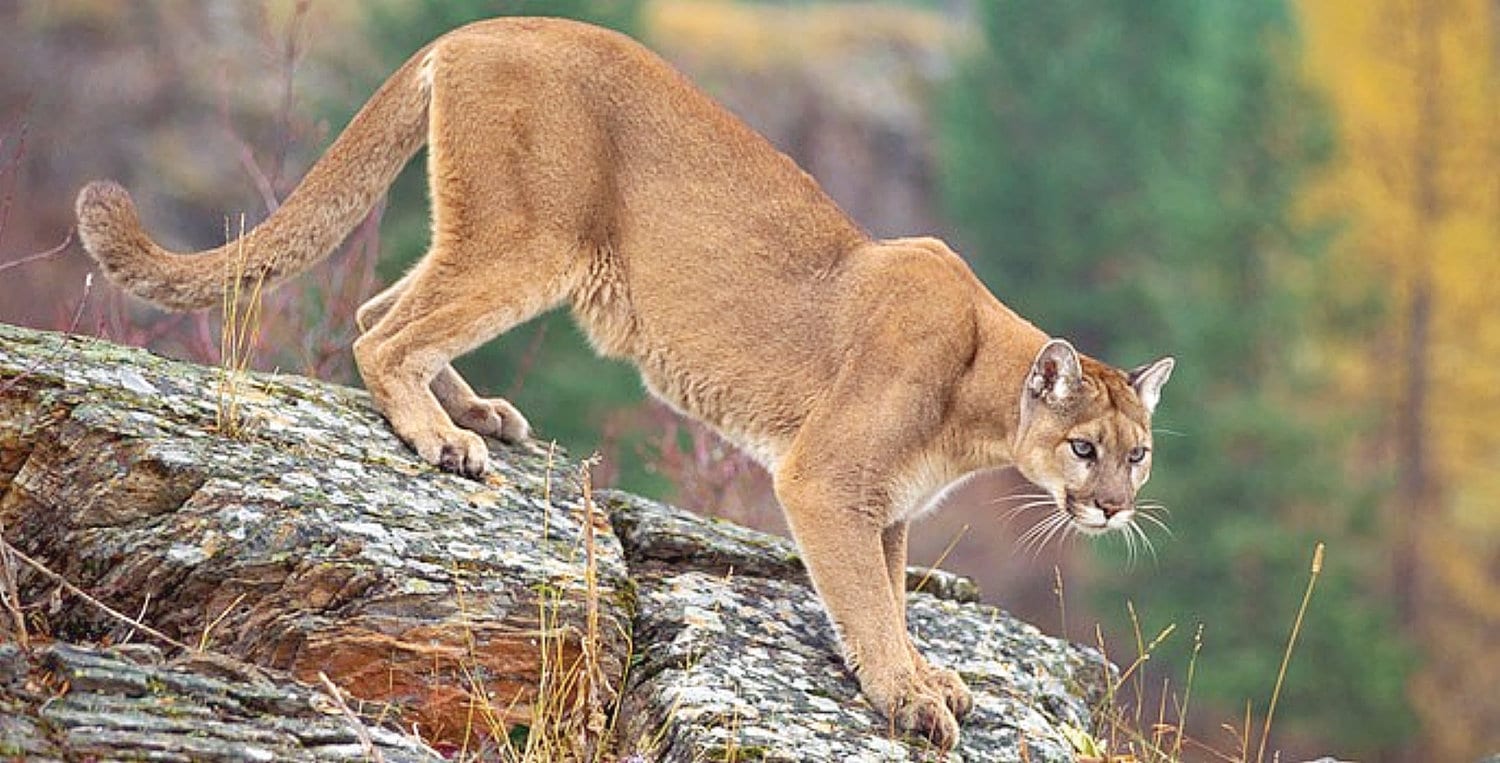 Mountain Lion : ST FRANCIS DAM NATIONAL MEMORIAL FOUNDATION