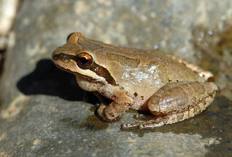 Pacific Chorus Frog : ST FRANCIS DAM NATIONAL MEMORIAL FOUNDATION