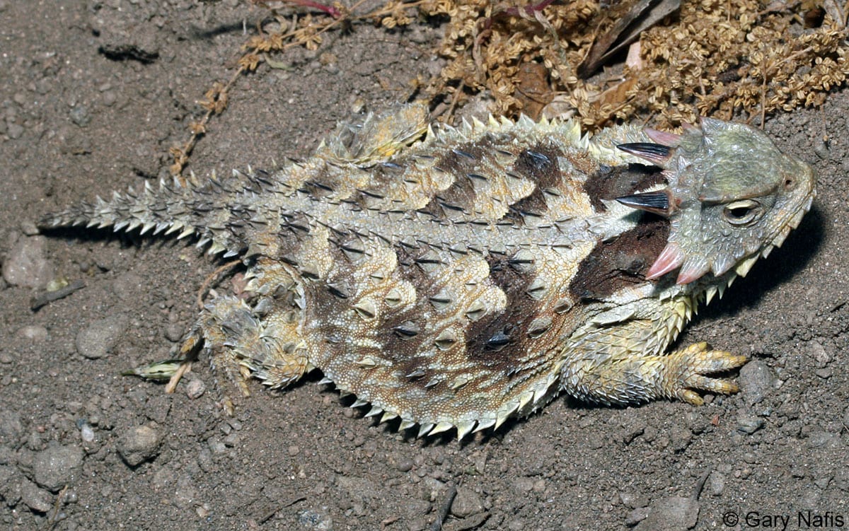 Horned Lizard : ST FRANCIS DAM NATIONAL MEMORIAL FOUNDATION
