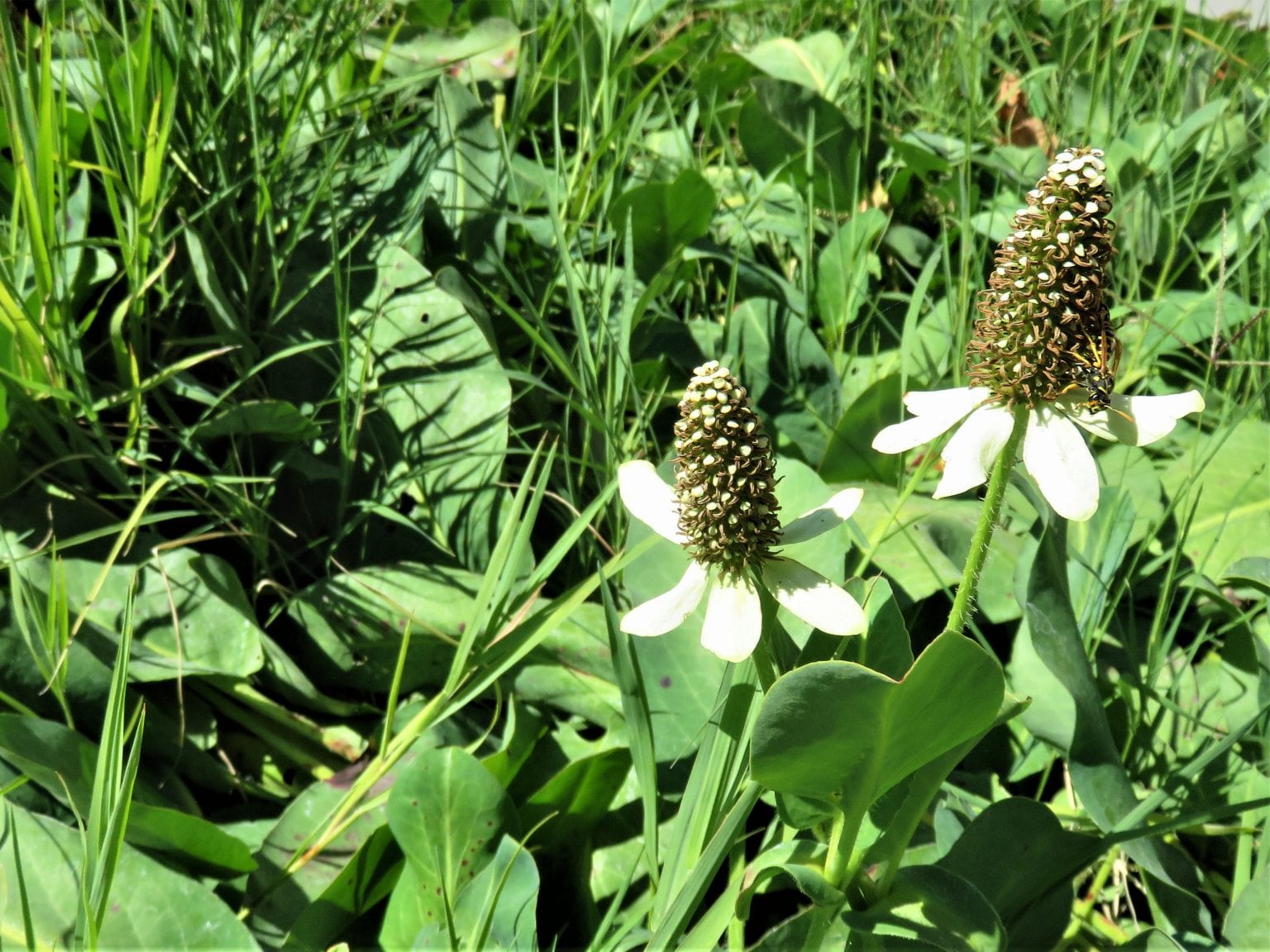 Yerba Mansa : ST FRANCIS DAM NATIONAL MEMORIAL FOUNDATION