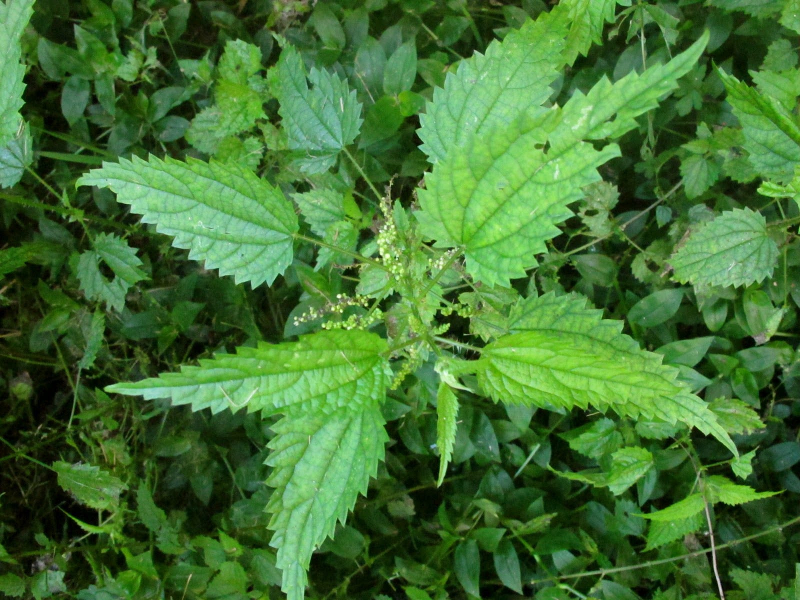 Stinging Nettle : ST FRANCIS DAM NATIONAL MEMORIAL FOUNDATION