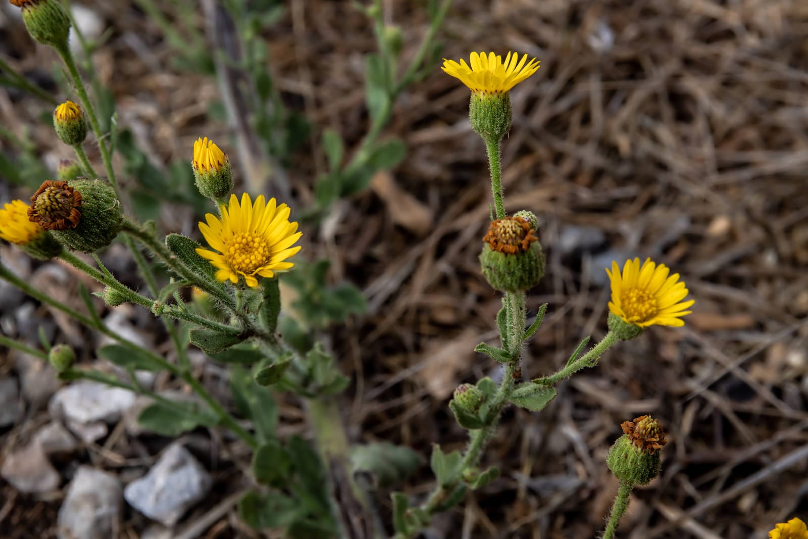 Telegraph Weed : ST FRANCIS DAM NATIONAL MEMORIAL FOUNDATION