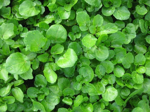 Watercress : ST FRANCIS DAM NATIONAL MEMORIAL FOUNDATION
