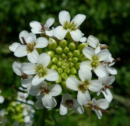 Watercress : ST FRANCIS DAM NATIONAL MEMORIAL FOUNDATION