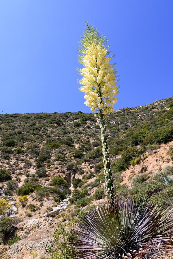 Yucca whipplei : ST FRANCIS DAM NATIONAL MEMORIAL FOUNDATION