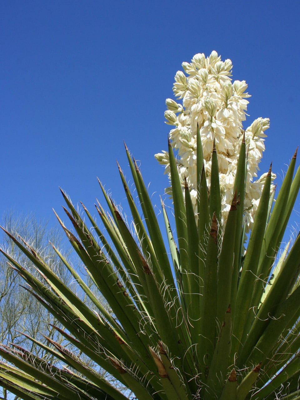 Yucca whipplei : ST FRANCIS DAM NATIONAL MEMORIAL FOUNDATION