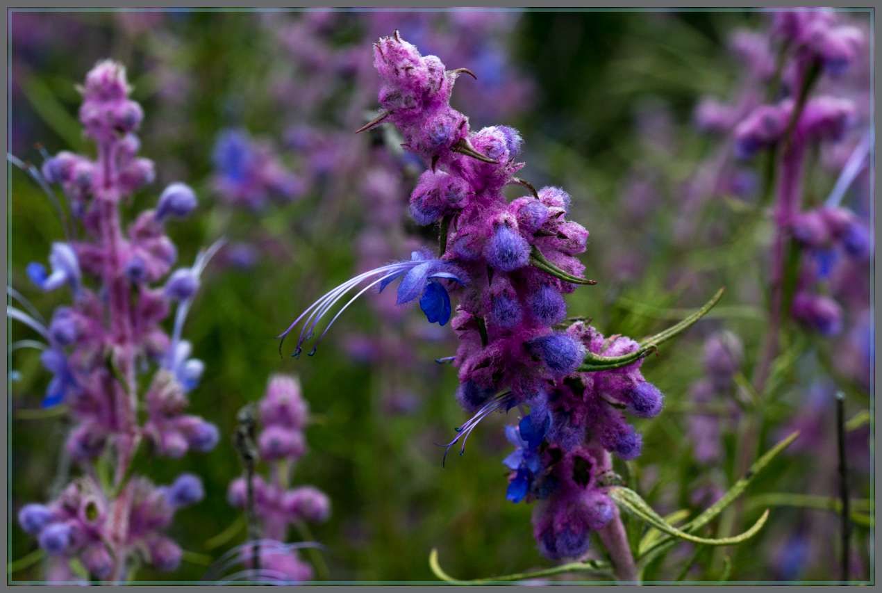 Woolly Blue Curls : ST FRANCIS DAM NATIONAL MEMORIAL FOUNDATION